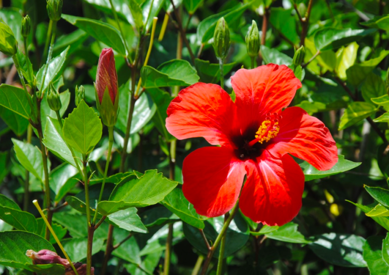 7 Jenis Tanaman Perdu untuk Rumah Lebih Cantik - Blog ruparupa