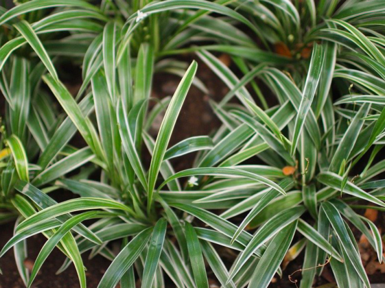 7 Jenis Tanaman Perdu untuk Rumah Lebih Cantik - Blog ruparupa