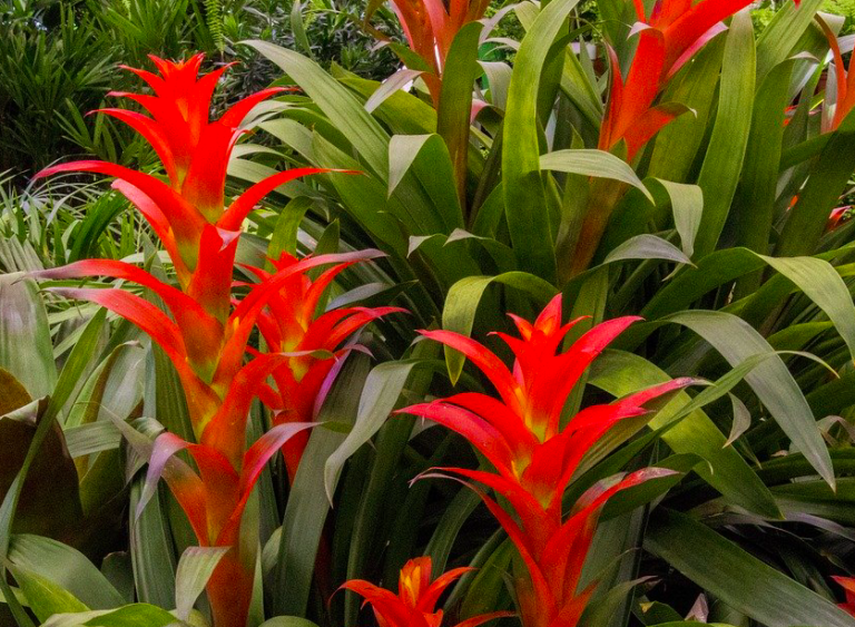 7 Jenis Tanaman Perdu untuk Rumah Lebih Cantik - Blog ruparupa