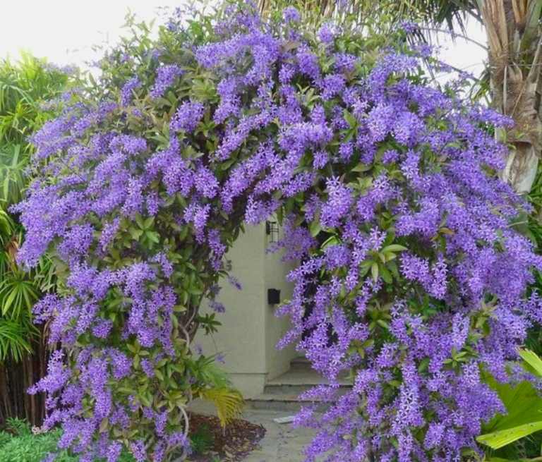 10 Tanaman Rambat Berbunga dan Cara Merawatnya - Blog ruparupa