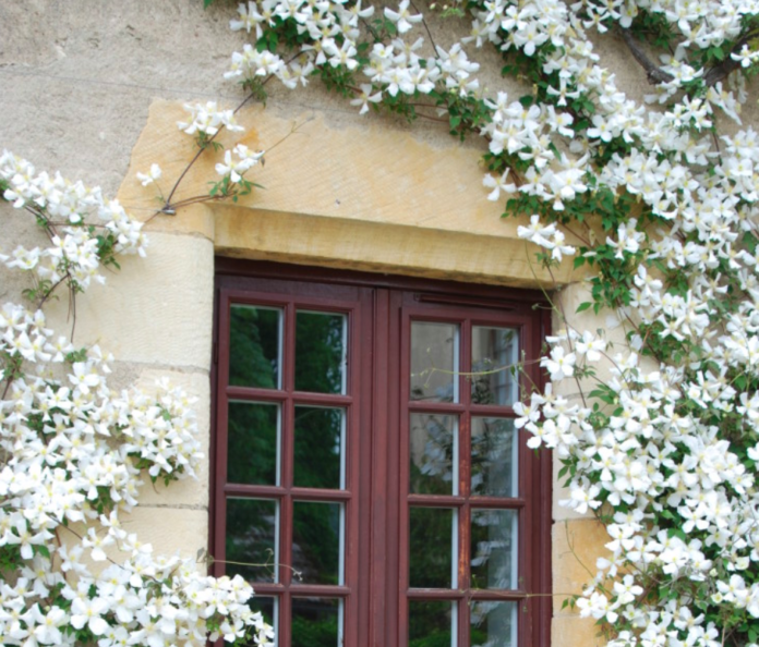 10 Tanaman Rambat Berbunga dan Cara Merawatnya - Blog ruparupa