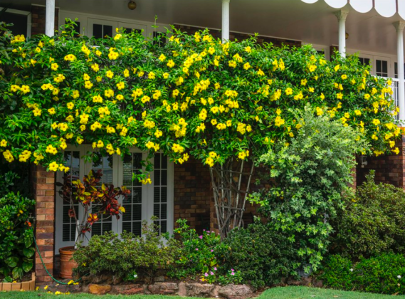 10 Tanaman Rambat Berbunga dan Cara Merawatnya - Blog ruparupa