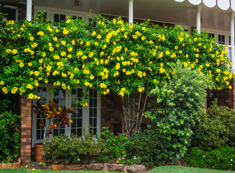 10 Tanaman Rambat Berbunga dan Cara Merawatnya - Blog ruparupa