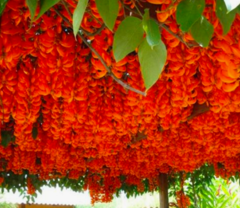 10 Tanaman Rambat Berbunga dan Cara Merawatnya - Blog ruparupa