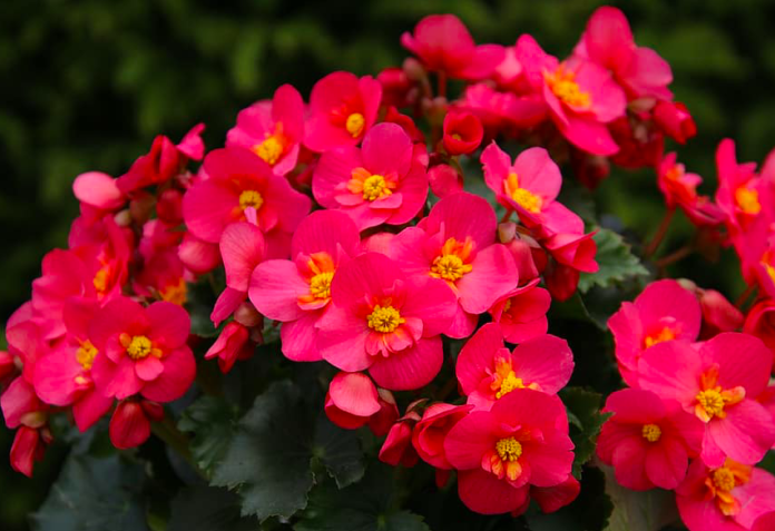 10 Tanaman Rambat Berbunga dan Cara Merawatnya - Blog ruparupa