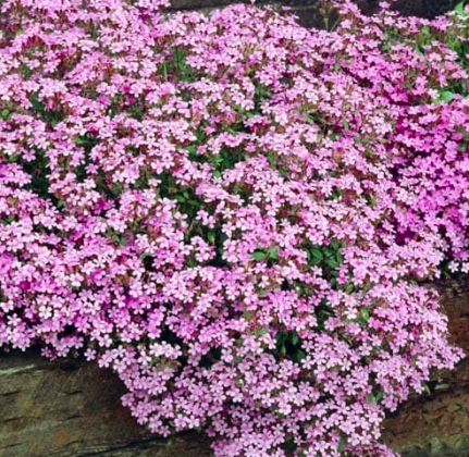 10 Tanaman Rambat Berbunga dan Cara Merawatnya - Blog ruparupa