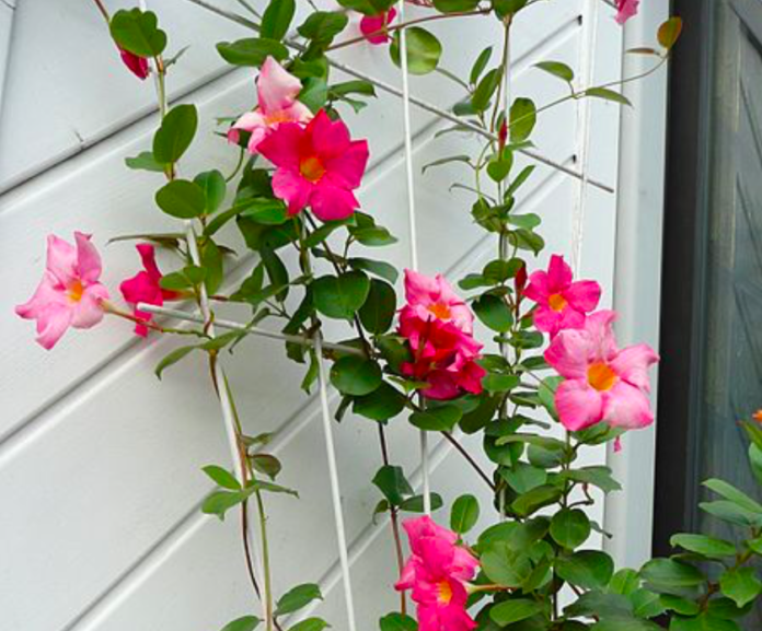 10 Tanaman Rambat Berbunga dan Cara Merawatnya - Blog ruparupa