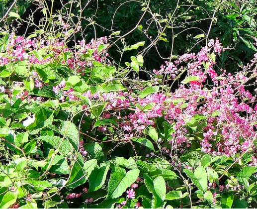 10 Tanaman Rambat Berbunga dan Cara Merawatnya - Blog ruparupa