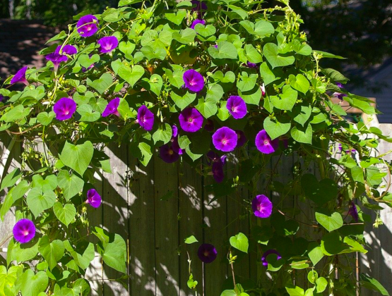 10 Tanaman Rambat Berbunga dan Cara Merawatnya - Blog ruparupa