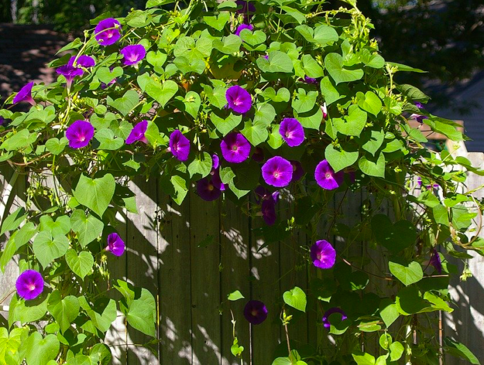 10 Tanaman Rambat Berbunga dan Cara Merawatnya - Blog ruparupa