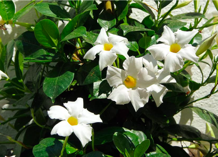 10 Tanaman Rambat Berbunga dan Cara Merawatnya - Blog ruparupa