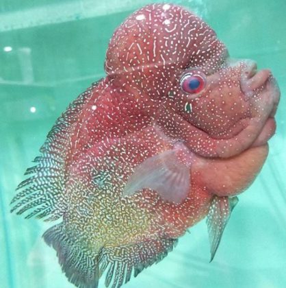 13 Jenis Louhan yang Cantik, Cocok Dipelihara di Rumah - Blog ruparupa