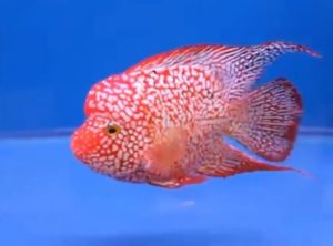 13 Jenis Louhan yang Cantik, Cocok Dipelihara di Rumah - Blog ruparupa