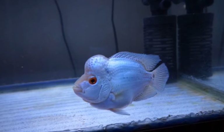 13 Jenis Louhan yang Cantik, Cocok Dipelihara di Rumah - Blog ruparupa