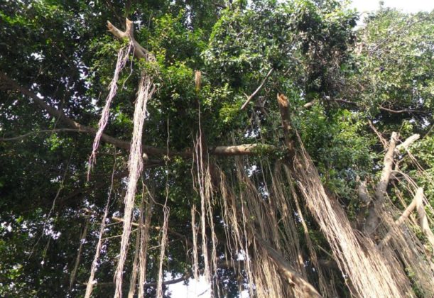 Pohon Beringin, Pohon Besar yang Kaya Manfaat - Blog ruparupa