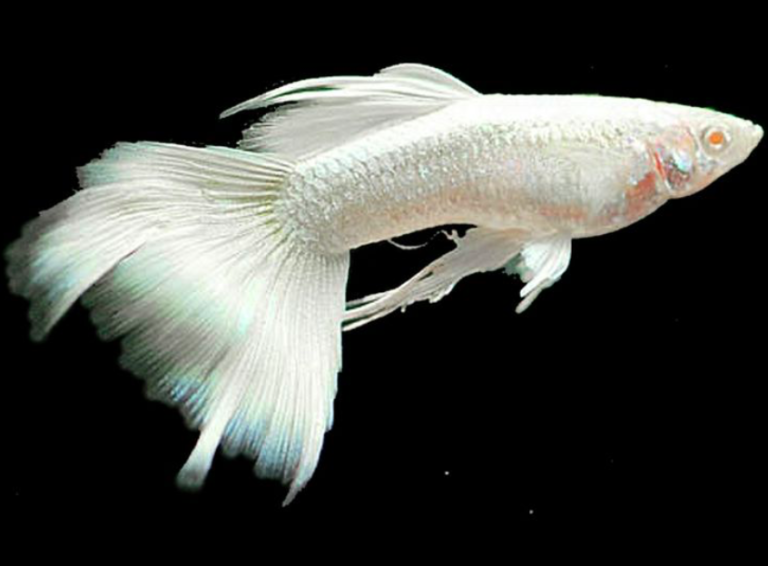 16 Jenis Ikan Guppy Banyak Dicari dan Cara Merawatnya - Blog ruparupa