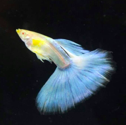 16 Jenis Ikan Guppy Banyak Dicari dan Cara Merawatnya - Blog ruparupa