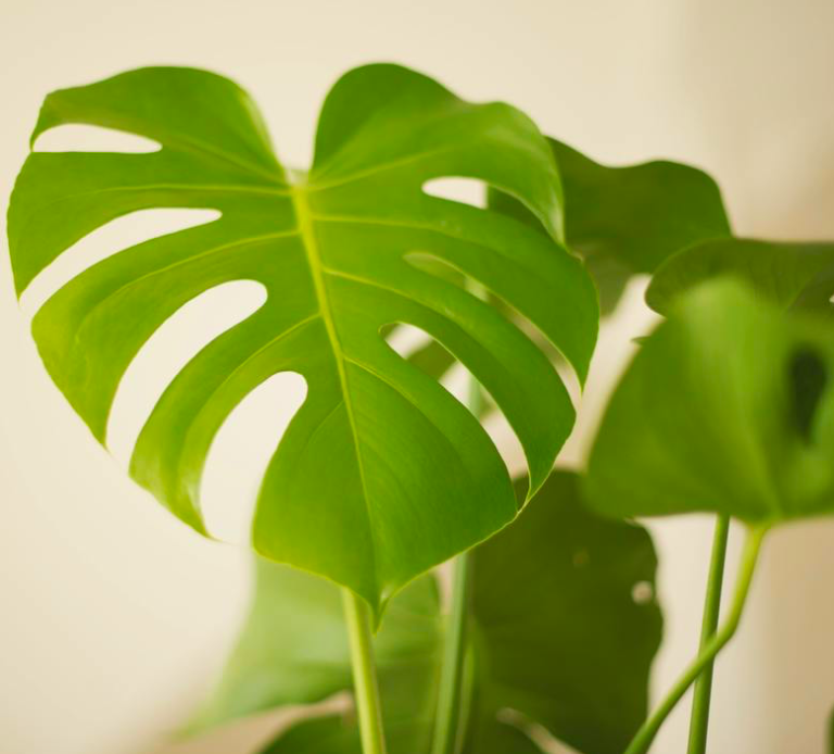 Mengenal 7 Jenis Monstera, Tanaman Hias Kekinian - Blog ruparupa