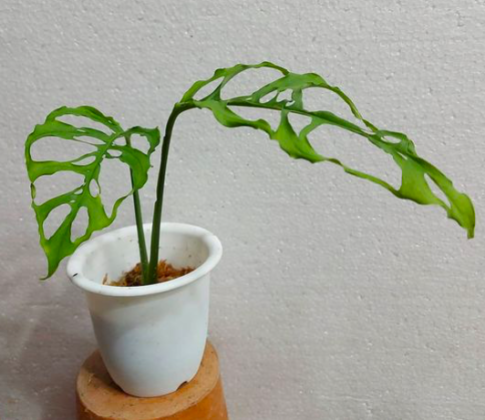 Mengenal 7 Jenis Monstera, Tanaman Hias Kekinian - Blog ruparupa