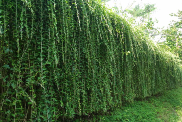 12 Tanaman Rambat Hias yang Cantik Untuk Dekorasi - Blog ruparupa