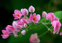 12 Tanaman Rambat Hias yang Cantik Untuk Dekorasi | Blog Ruparupa