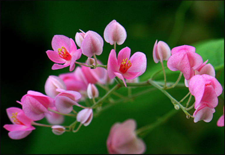 12 Tanaman Rambat Hias yang Cantik Untuk Dekorasi | Blog Ruparupa