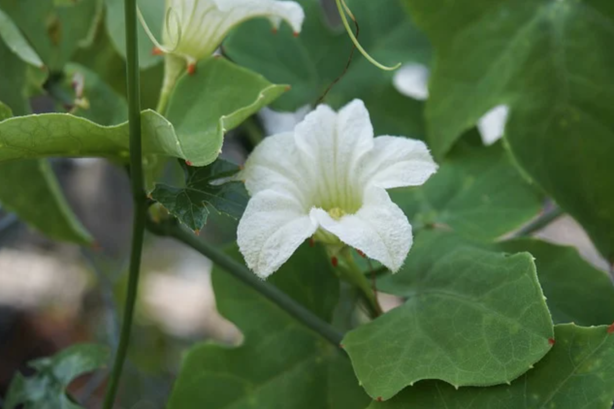 12 Tanaman Rambat Hias yang Cantik Untuk Dekorasi | Blog Ruparupa