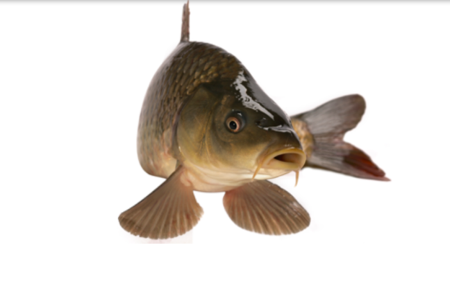 Budidaya Ikan Mas Untuk Pemula, Untung Besar! - Blog ruparupa