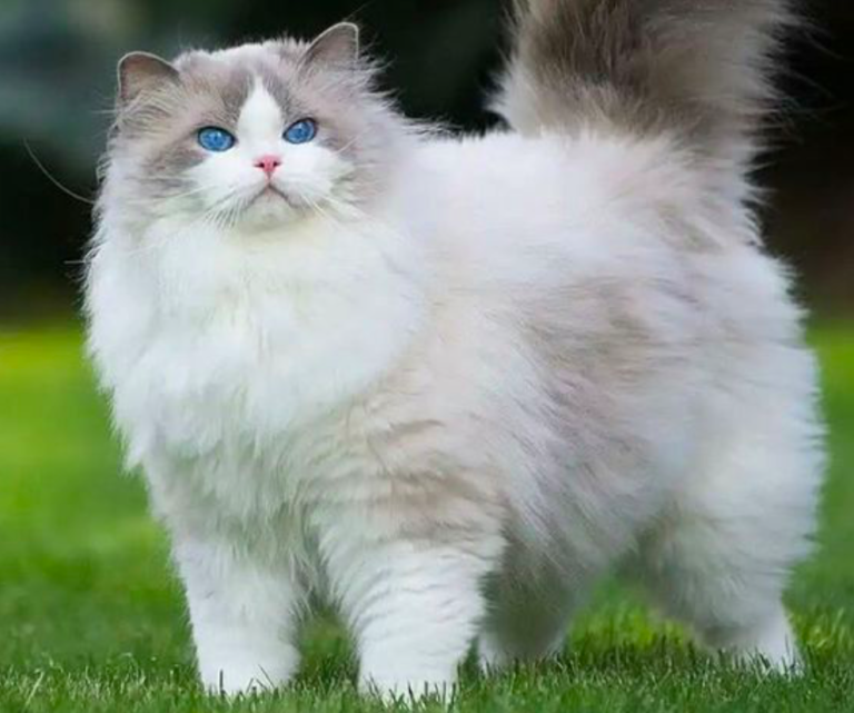 Cara Mudah Merawat Kucing Anggora, Makin Menawan | Blog Ruparupa