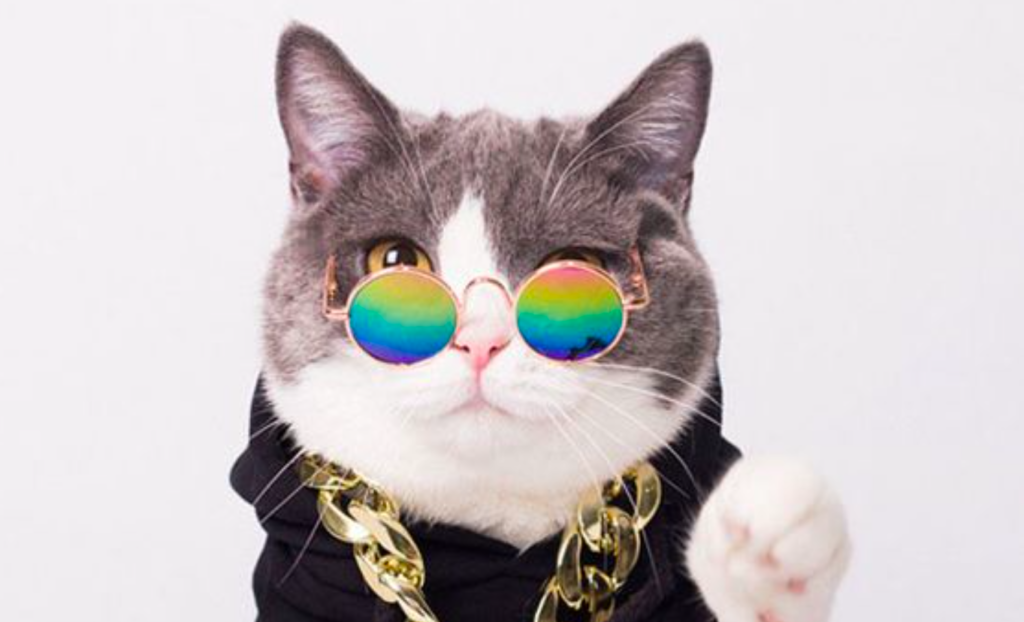 Game Merawat Kucing Anggora