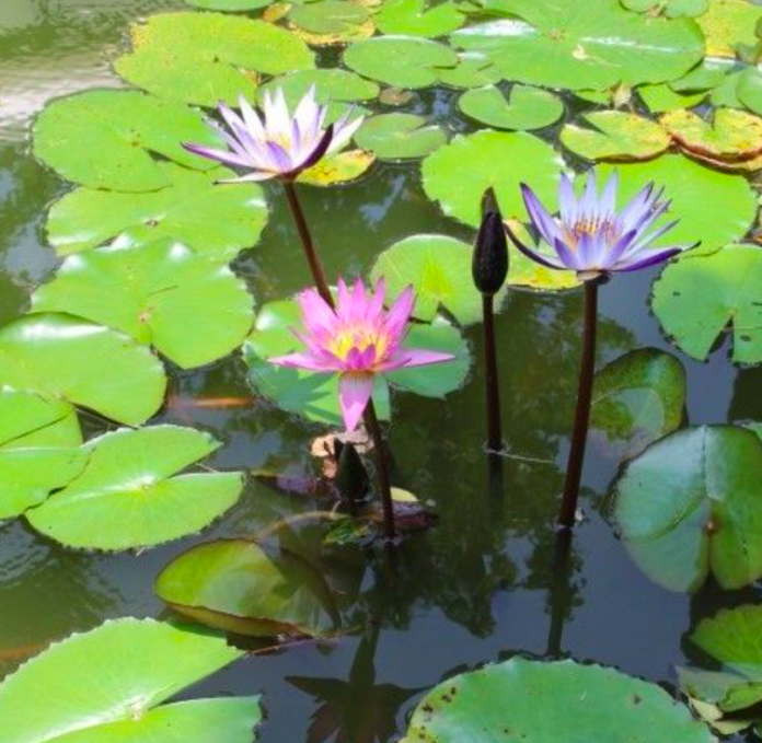 Fakta Unik Bunga Teratai Beserta Sejarah Nya - Blog ruparupa
