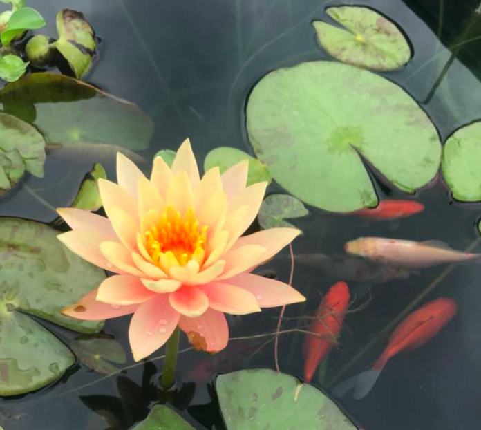 Fakta Unik Bunga Teratai Beserta Sejarah Nya - Blog ruparupa