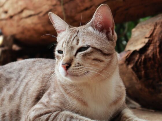 Yuk, Kenalan dengan Profil Kucing American Shorthair! - Blog ruparupa
