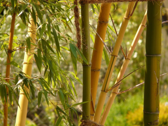 Karakteristik Bambu yang Anda Harus Tahu - Blog ruparupa