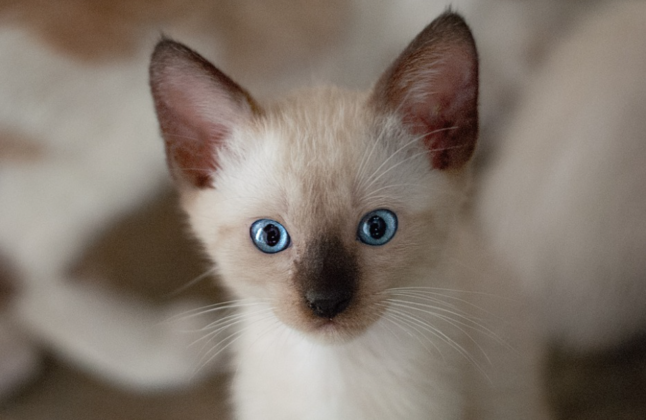 7 Fakta Kucing Siam yang Menarik - Blog ruparupa