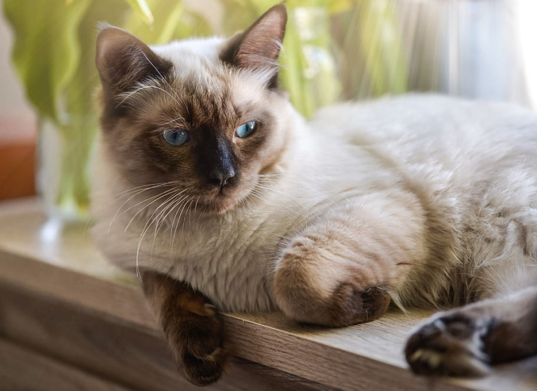 Profil Kucing Ragdoll yang Harus Anda Tahu - Blog ruparupa