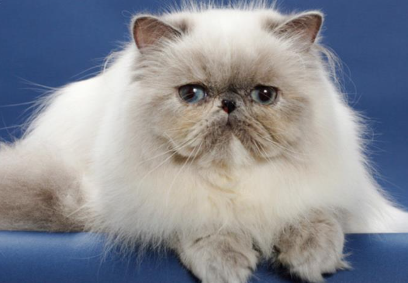 14 Perbedaan Kucing Persia Peaknose Flatnose dan Medium