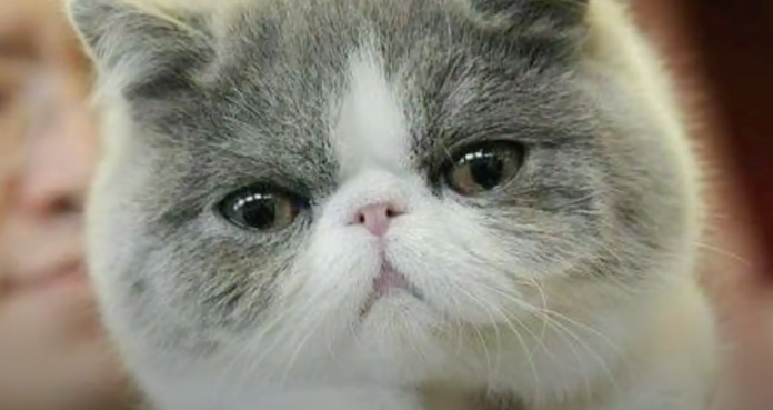 14 Perbedaan Kucing Persia Peaknose Flatnose dan Medium