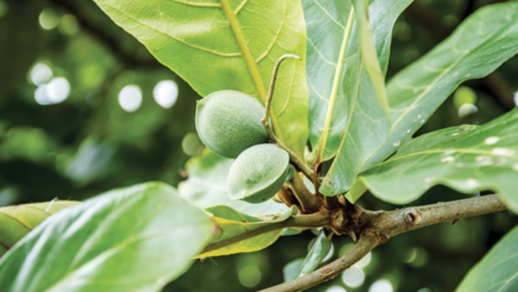 Pohon Ketapang: Taksonomi, Ekologi, Ciri-ciri,Manfaat, Jenis, Perawatan