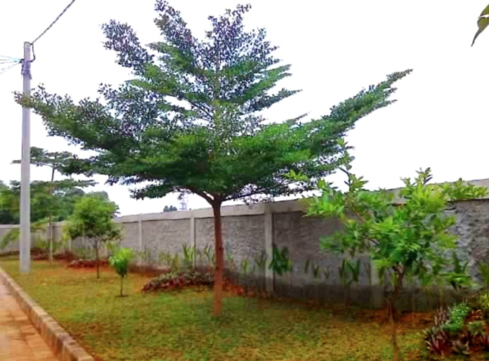 Pohon Ketapang: Taksonomi, Ekologi, Ciri-ciri,Manfaat, Jenis, Perawatan