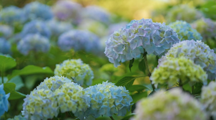 12 Contoh Tanaman Stek Batang Terbaik - Blog ruparupa