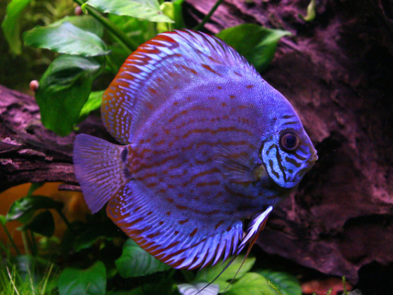 14 Jenis Ikan Discus dan Cara Merawatnya | Blog Ruparupa