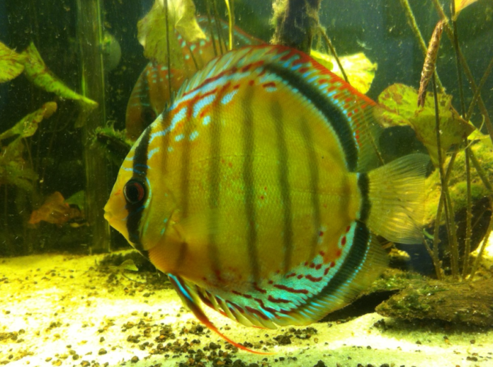 14 Jenis Ikan Discus dan Cara Merawatnya - Blog ruparupa