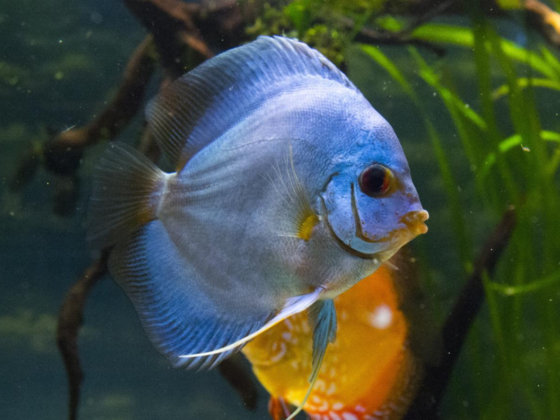 14 Jenis Ikan Discus dan Cara Merawatnya - Blog ruparupa