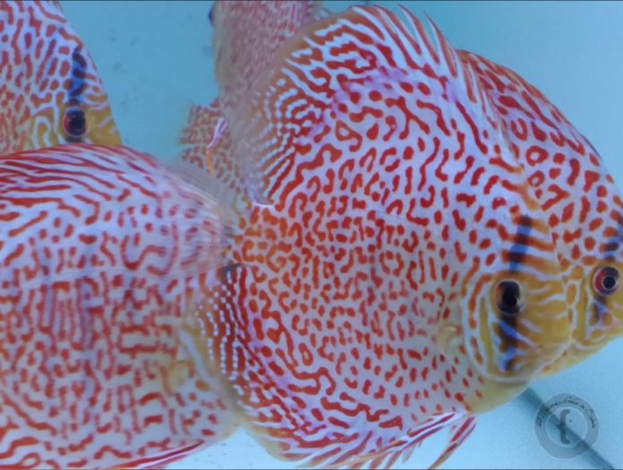 14 Jenis Ikan Discus dan Cara Merawatnya - Blog ruparupa