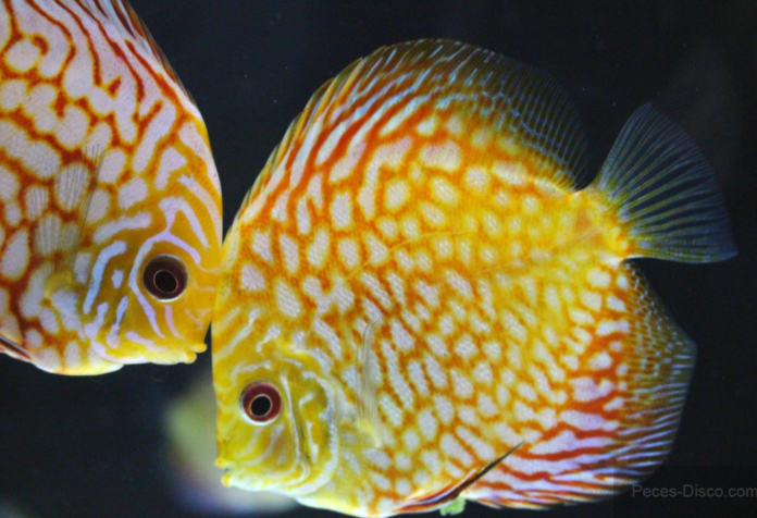 14 Jenis Ikan Discus dan Cara Merawatnya - Blog ruparupa