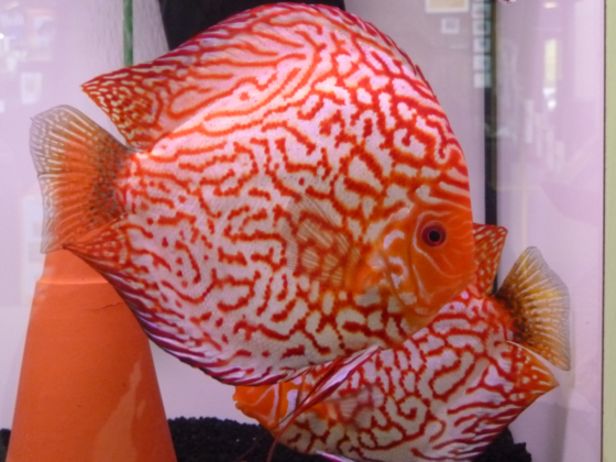 14 Jenis Ikan Discus dan Cara Merawatnya - Blog ruparupa