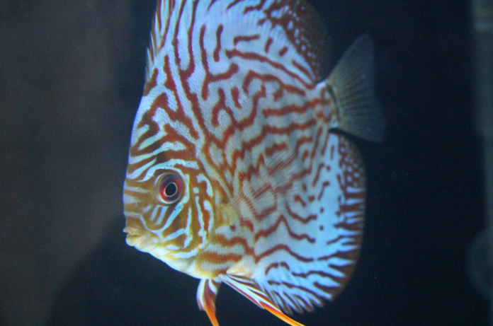 14 Jenis Ikan Discus dan Cara Merawatnya - Blog ruparupa