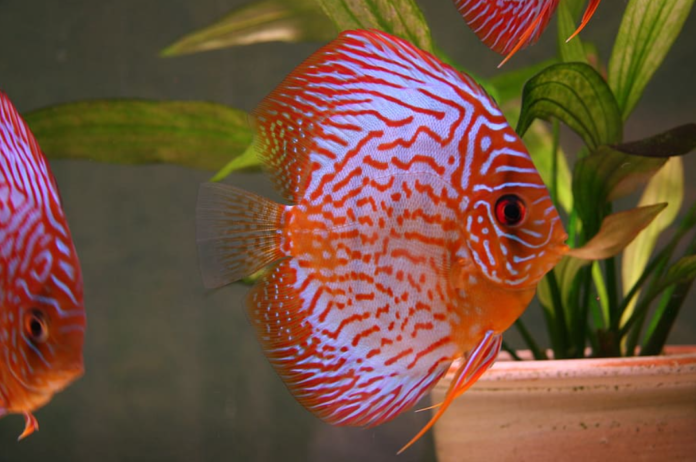 14 Jenis Ikan Discus dan Cara Merawatnya - Blog ruparupa