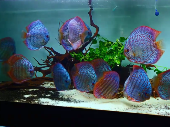 14 Jenis Ikan Discus dan Cara Merawatnya - Blog ruparupa